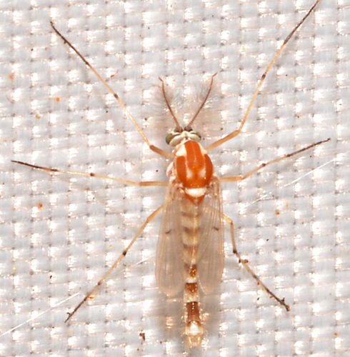 Genus Procladius · iNaturalist