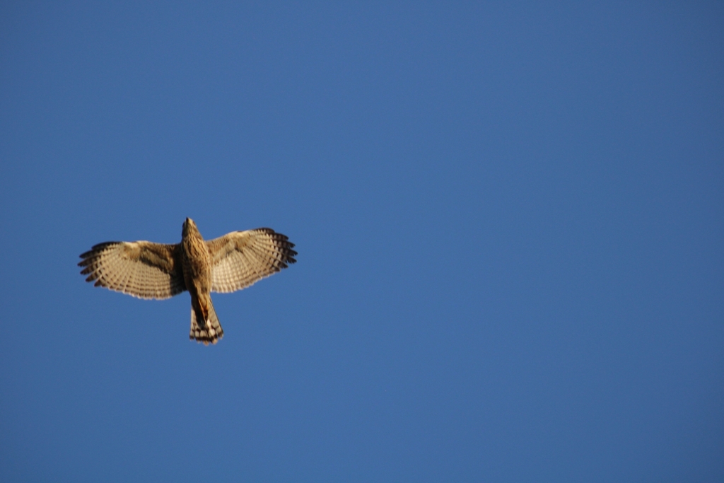 Roadside Hawk from Umán, Yuc., México on September 23, 2022 at 12:43 PM ...