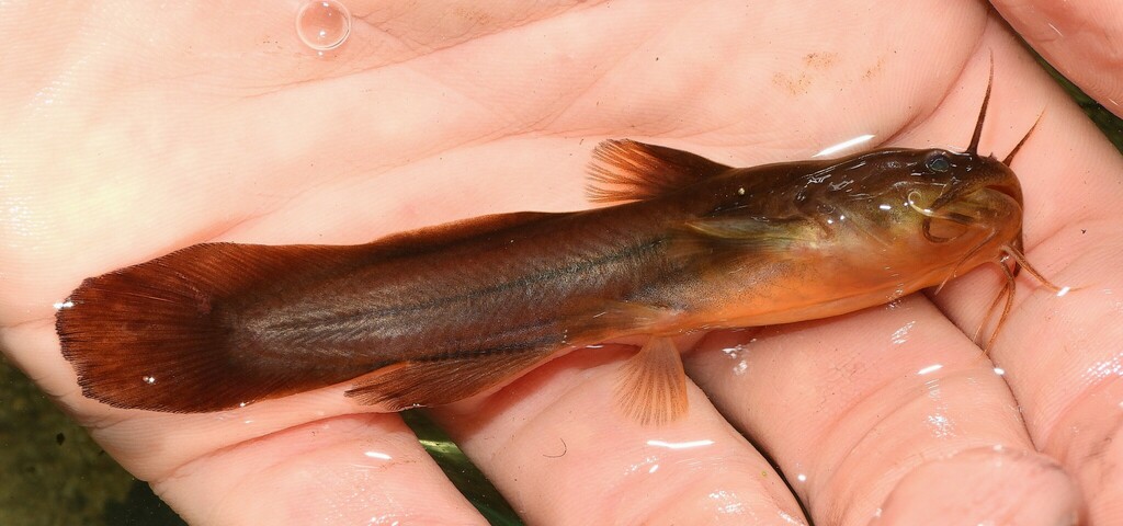 Tadpole Madtom from Queen Anne's County, MD, USA on September 27, 2022 ...