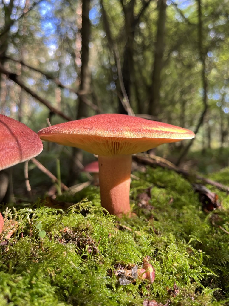 Plums-and-Custard from Kexby, York, England, GB on October 1, 2022 at ...