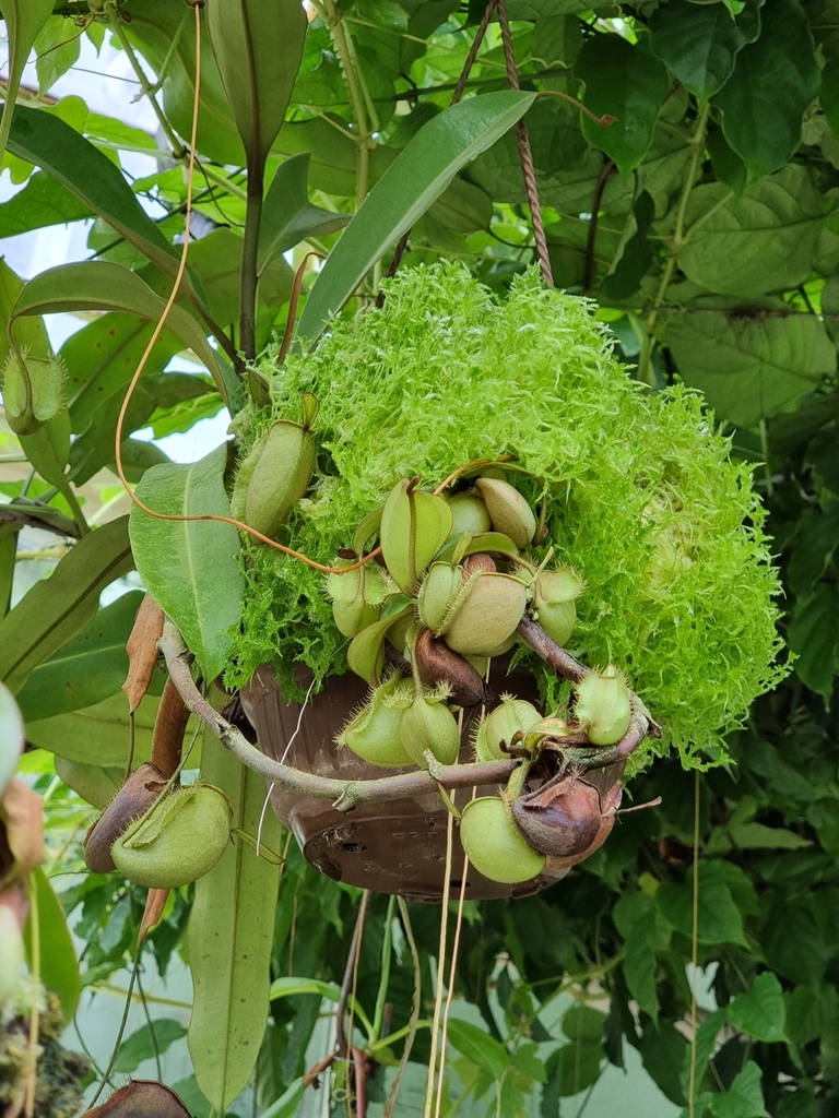 flask-shaped pitcher plant from 80638 München, Deutschland on October ...
