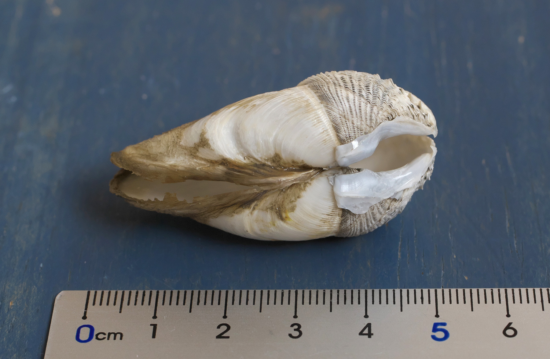 Penitella Valenciennes, 1846