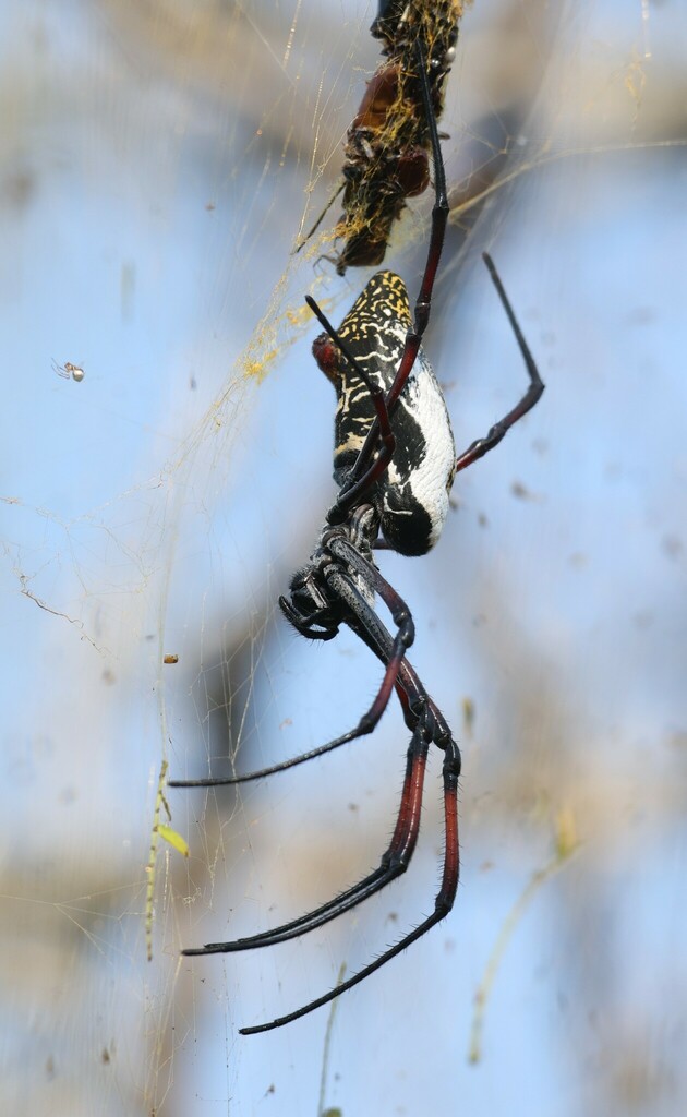 Southern Redleg Orbweaver from uMkhanyakude District Municipality ...