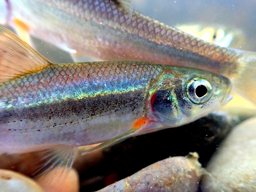 Italian riffle dace from 28043 Bellinzago novarese NO, Italia on ...