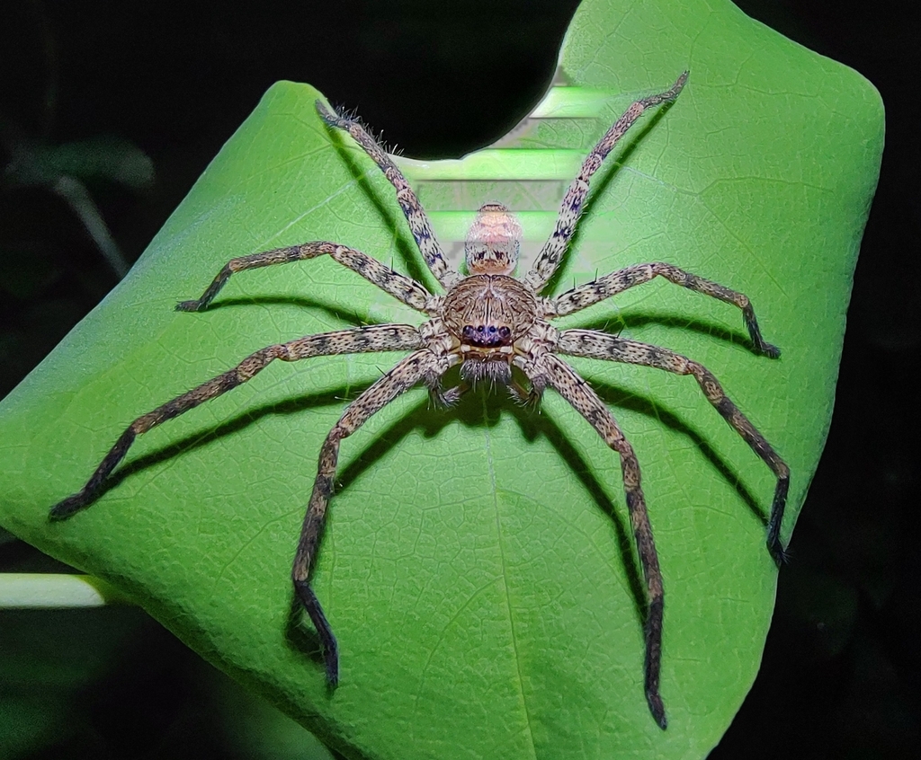 Pantropical Huntsman Spider from Xishuangbanna Dai, CN-YN, CN on ...