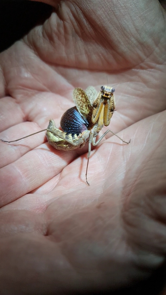 Sonoran Tiger Mantis in September 2022 by Pete · iNaturalist
