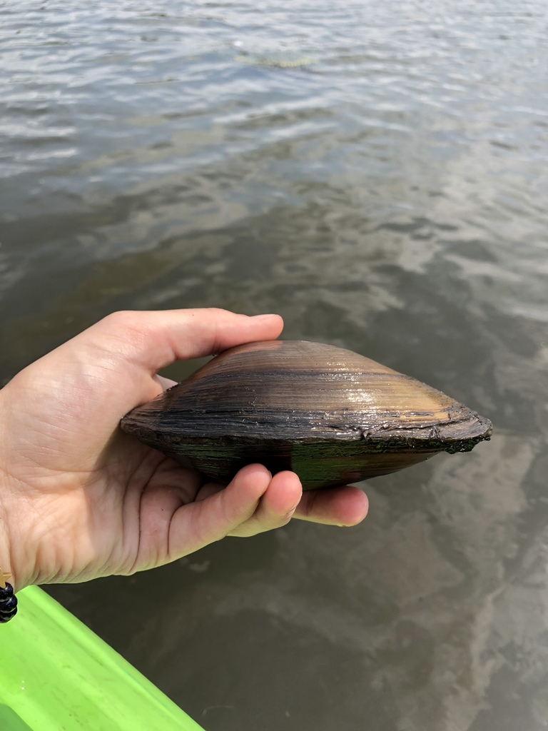 Giant Floater from Baldwin Lake, Circle Pines, MN, US on August 7, 2018 ...