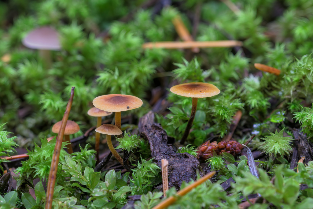 Pinewood Gingertail from Missoula County, MT, USA on October 02, 2022 ...