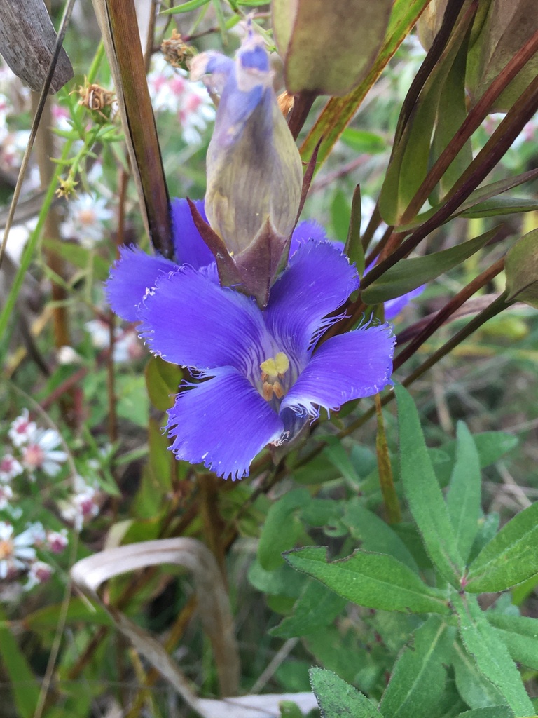 greater fringed gentian in October 2022 by Shawn Billerman · iNaturalist