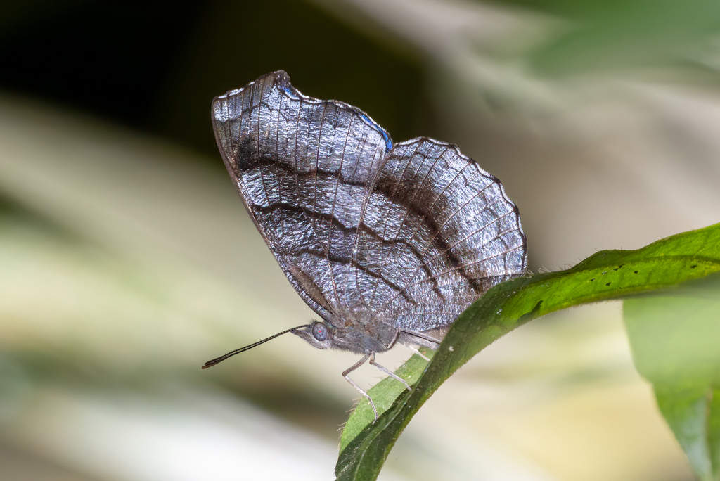 Blue Dandy from Pahang, Malaysia on July 24, 2022 at 12:45 PM by ...
