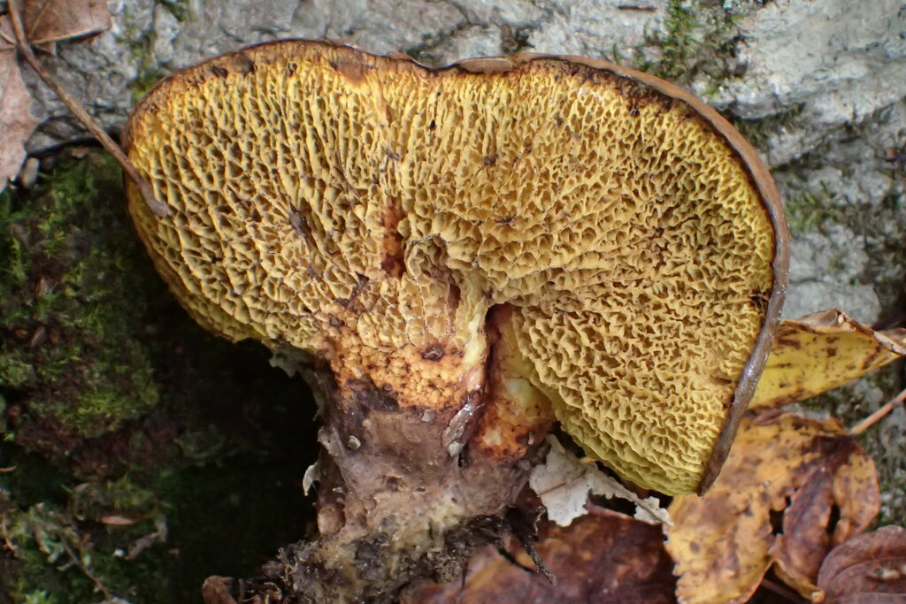 ash-tree bolete in October 2022 by Trix Niernberger · iNaturalist