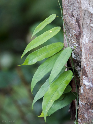 Adenia penangiana · iNaturalist