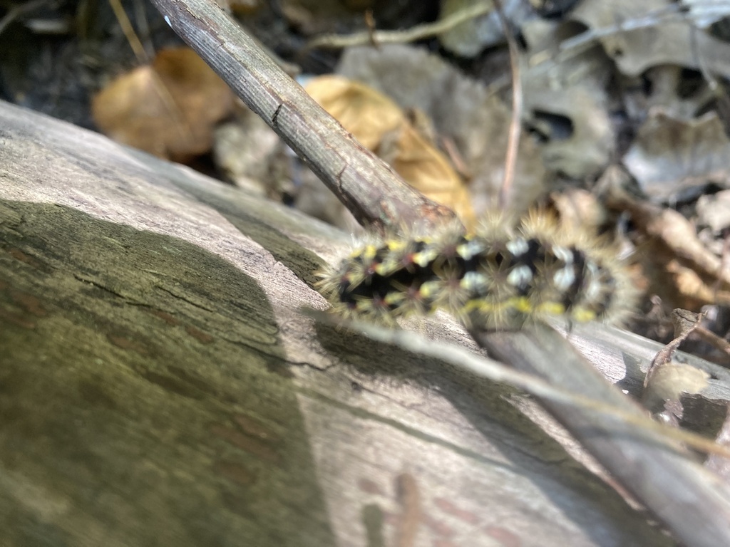 Dagger Moths from OH, US on October 3, 2022 at 12:53 PM by Tom Denbow ...