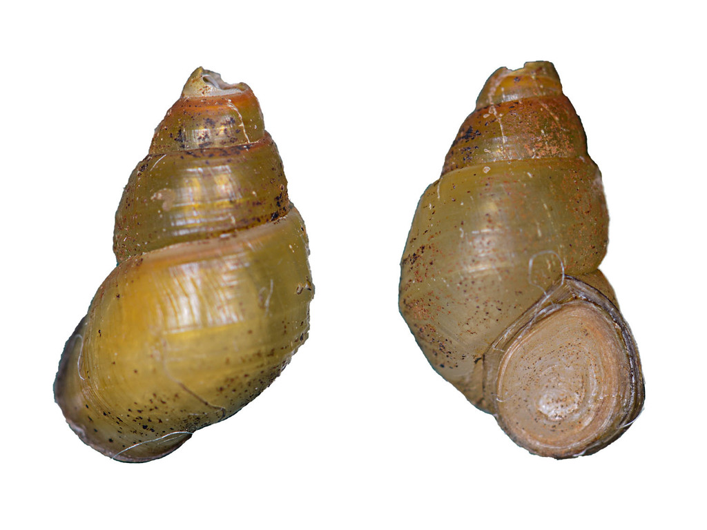 Parafossarulus manchouricus in October 2022 by nana7mi · iNaturalist