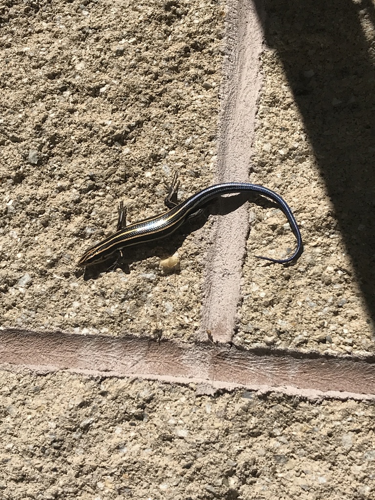 Common Five-lined Skink from Colburn St, Toledo, OH, US on October 3 ...