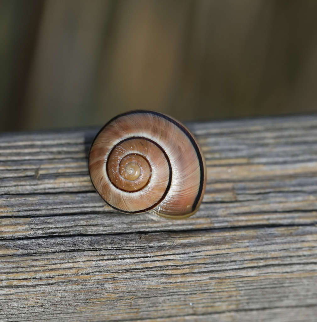 Brown-lipped Snail from Oudalle, France on October 3, 2022 at 07:38 PM ...