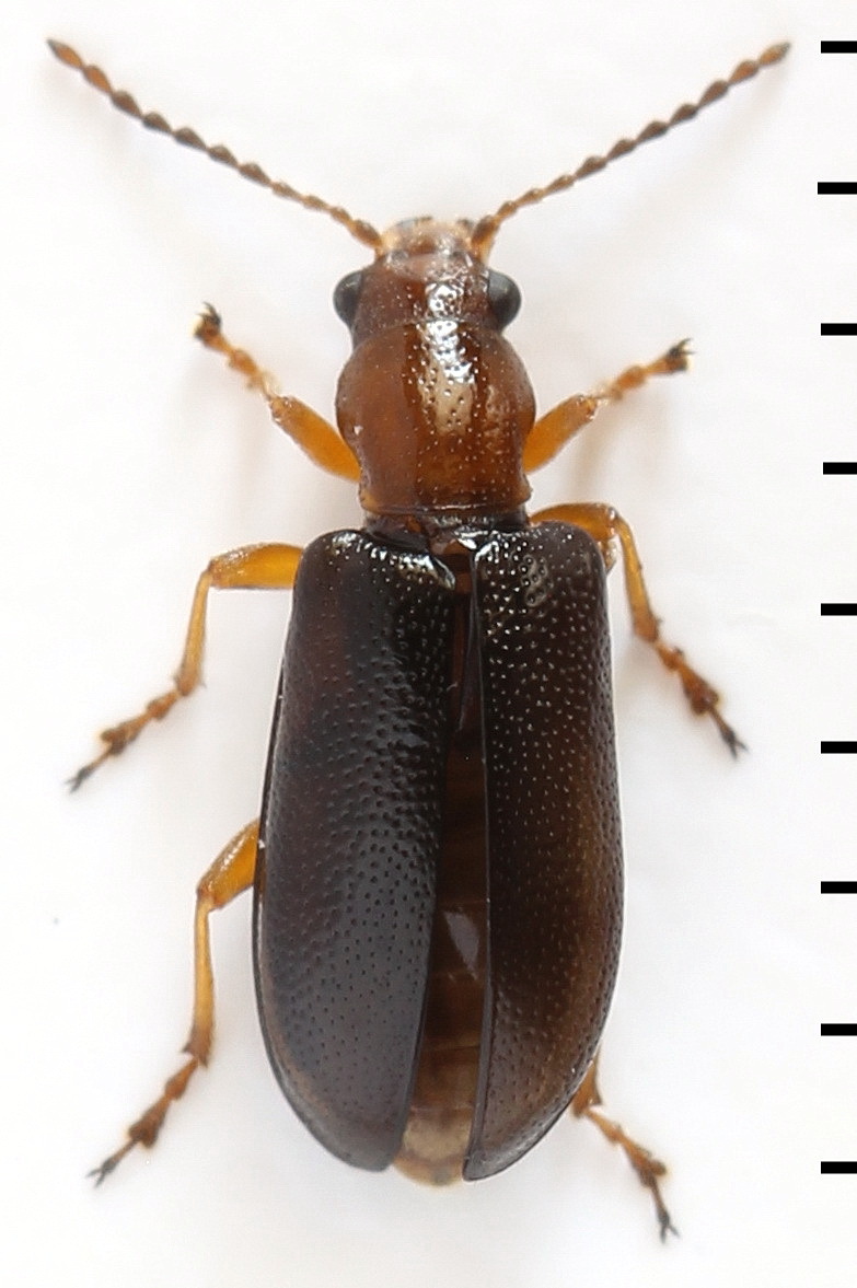 Orsodacnidae