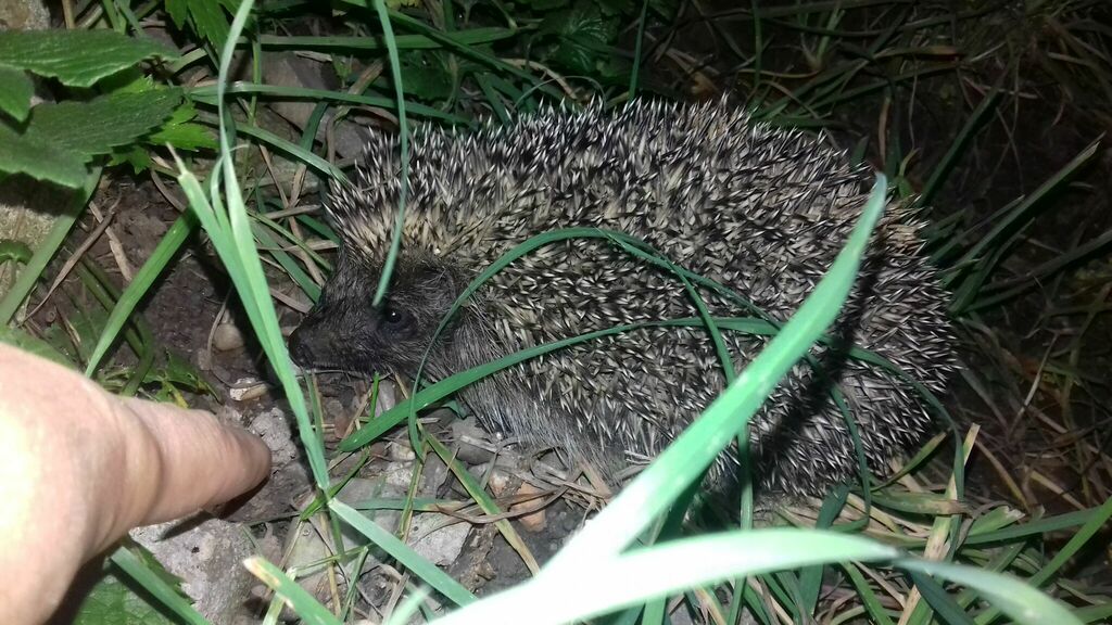 Northern White-breasted Hedgehog from Sinaia 106100, Romania on ...