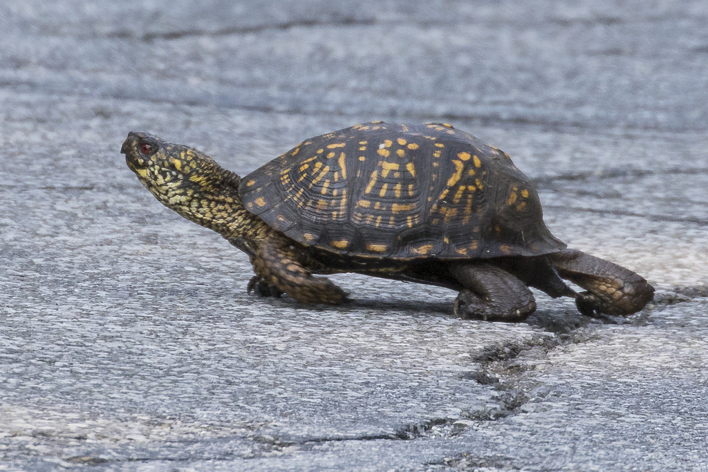 Eastern Box Turtle in July 2021 by Alan Wells. Lily Pond vicinity ...