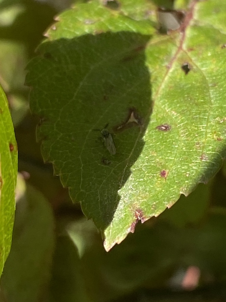 Biting Midges from Coconino, Arizona, United States on September 11 ...