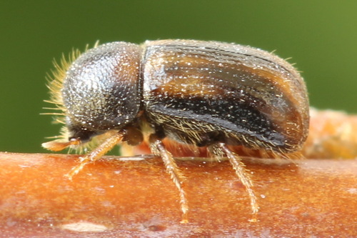 Trypodendron laeve · iNaturalist