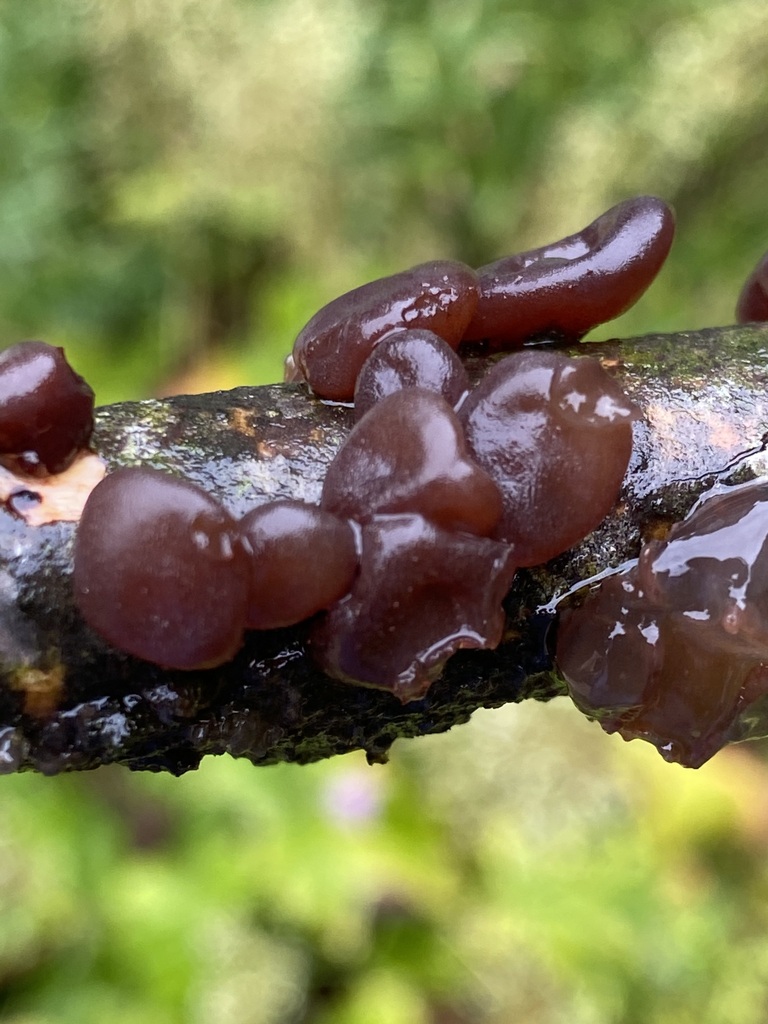 amber jelly fungus from Easton, Talbot County, MD, USA on October 03 ...