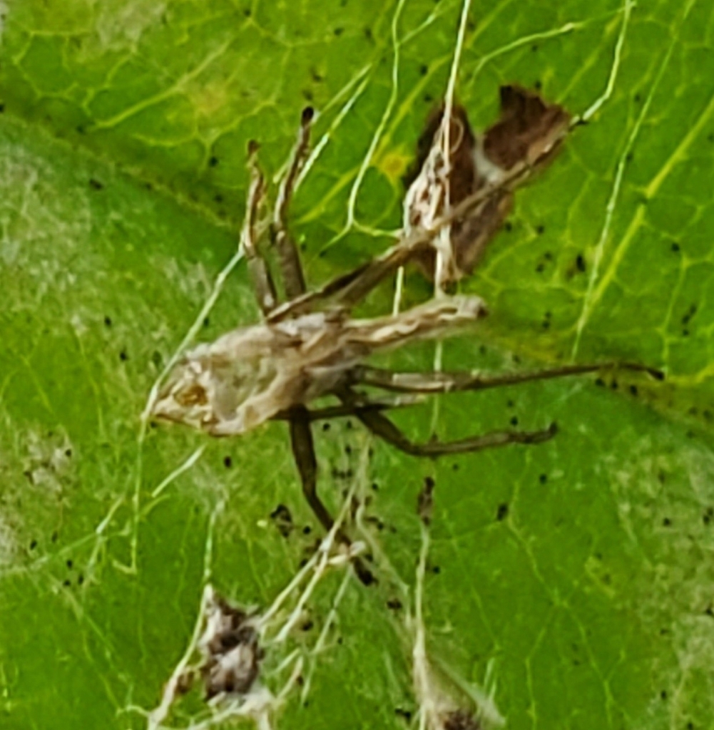 Insects from Meadows Park & Pond on October 03, 2022 at 12:47 PM by ...