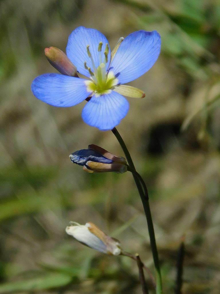 Heliophila linoides from Sandpit Greyton, 7233, South Africa on ...