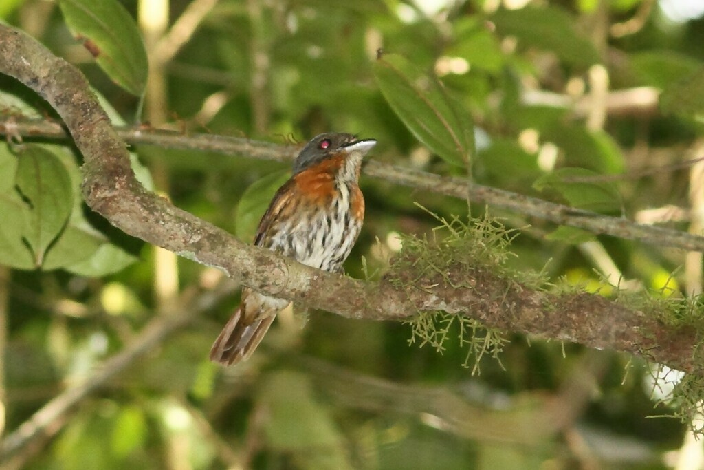 Gray-headed Broadbill from Koupé-Manengouba, Kamerun on March 23, 2011 ...