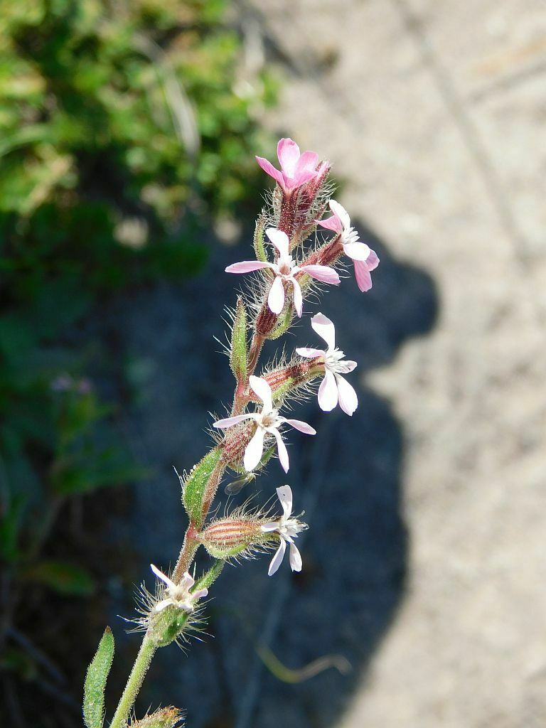 Small-flowered Catchfly from Sandpit Greyton, 7233, South Africa on ...