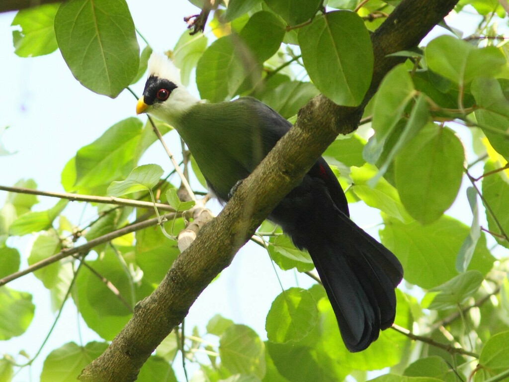 White-crested Turaco (Wings of the World) · iNaturalist