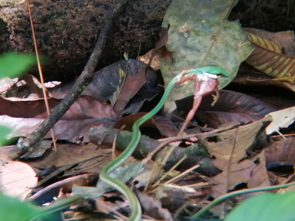 Giant Parrot Snake from Heredia Province, Sarapiqui, Costa Rica on ...