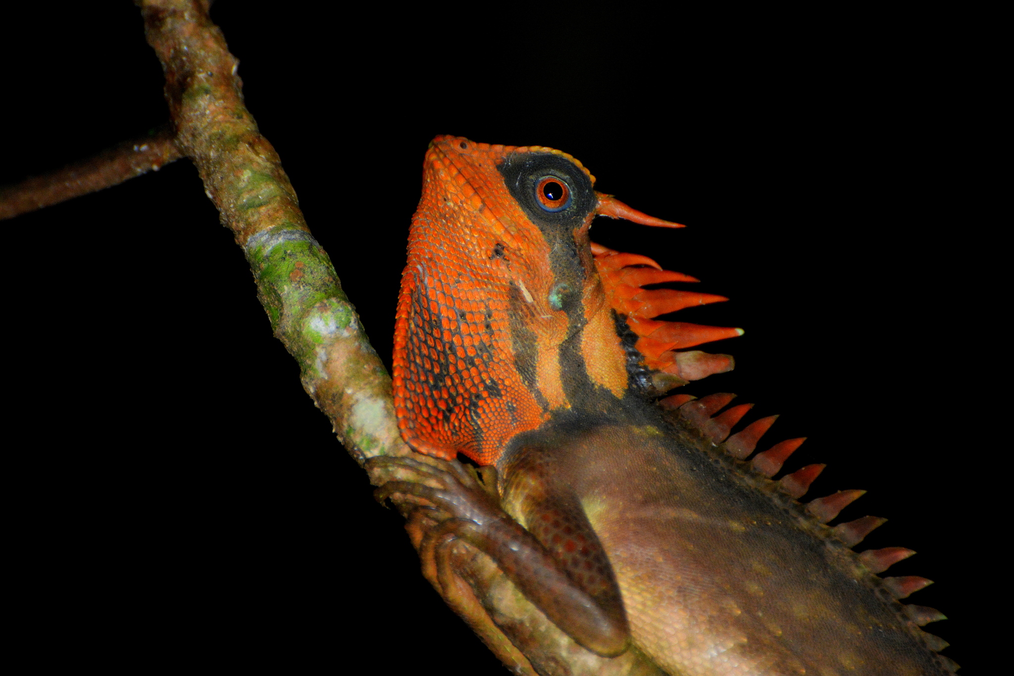 Acanthosaura nataliae Orlov, Truong & Sang, 2006
