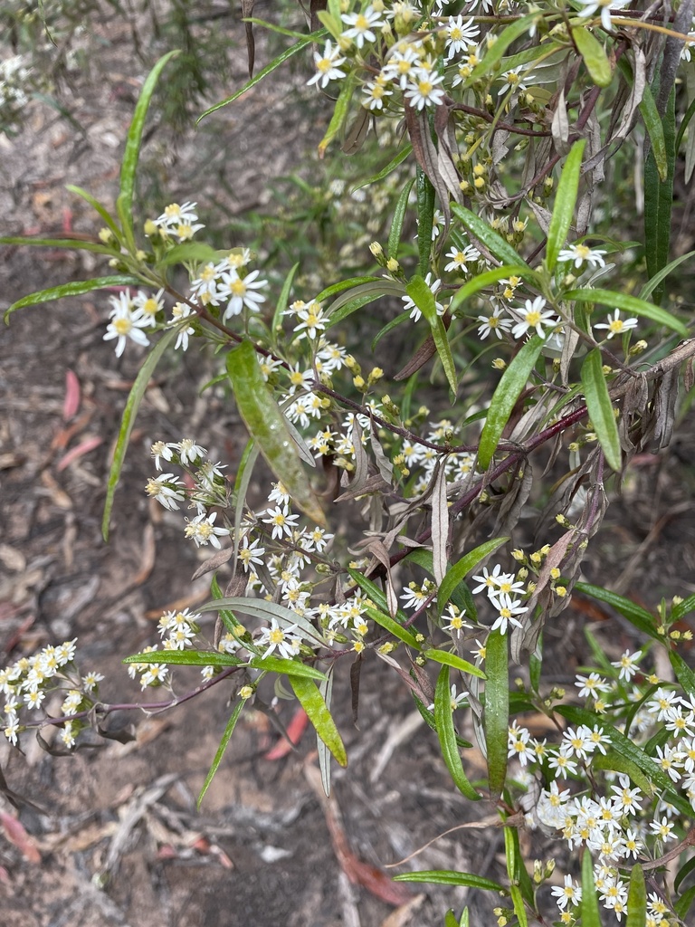 viscid daisy bush from Megalong Reserve, Megalong Valley, NSW, AU on ...