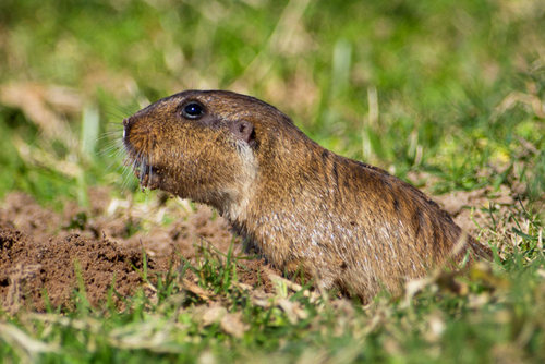 Collared Tuco-tuco (Ctenomys torquatus) · iNaturalist