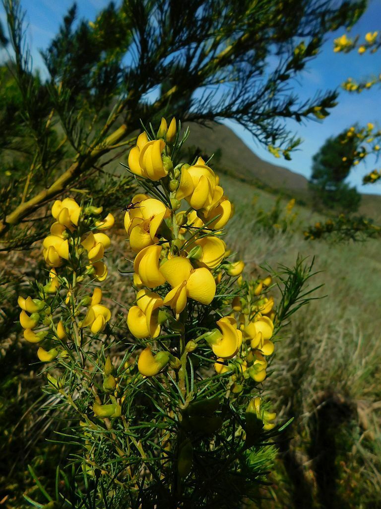Spotted Honeybush from Sandpit Greyton, 7233, South Africa on September ...