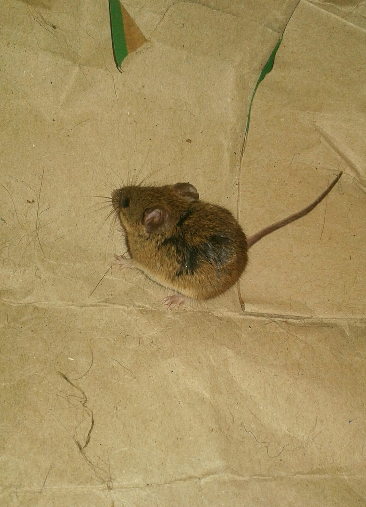 Algerian Mouse from 4405-685 Vila Nova de Gaia, Portugal on October 3 ...