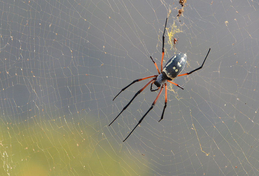 Red-legged Golden Orb-web Spider from Dhofar, Oman on November 27, 2018 ...