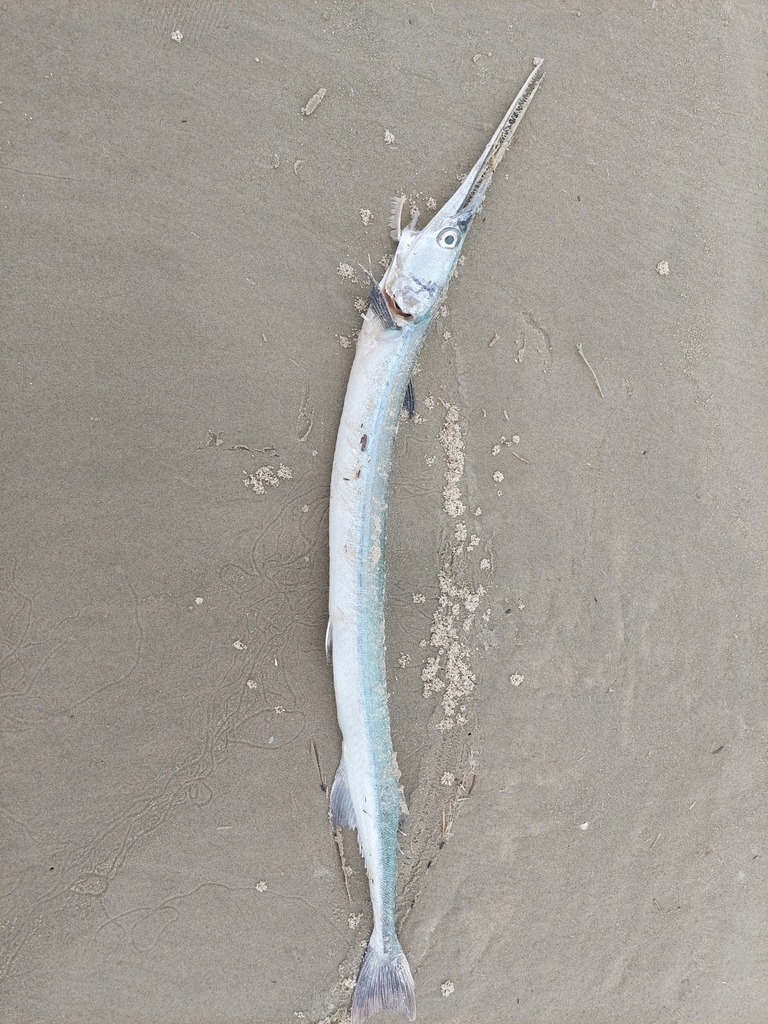 Atlantic Needlefish from Pontal do Paraná, BR-PR, BR on 03 October ...
