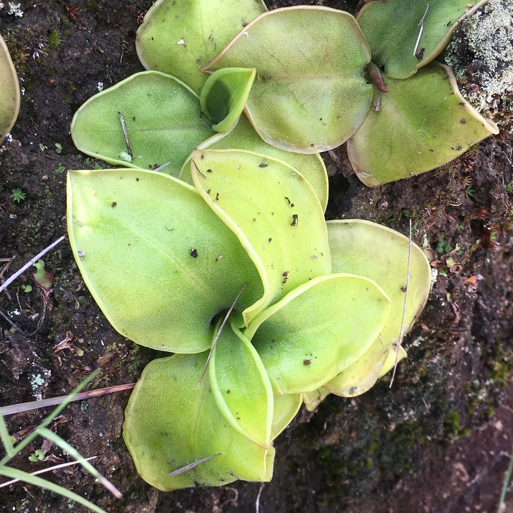 (Pinguicula acuminata) - Botanical Realm