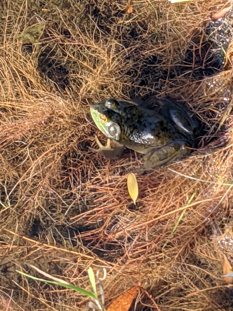 American Bullfrog from Kootenai County, ID, USA on October 03, 2022 at ...
