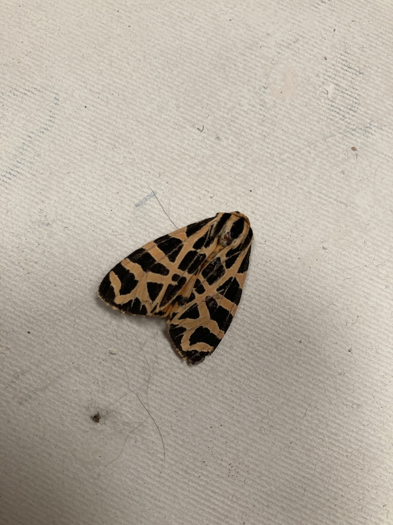 Apantesis from Nevada City, CA, US on October 03, 2022 at 03:19 PM by ...