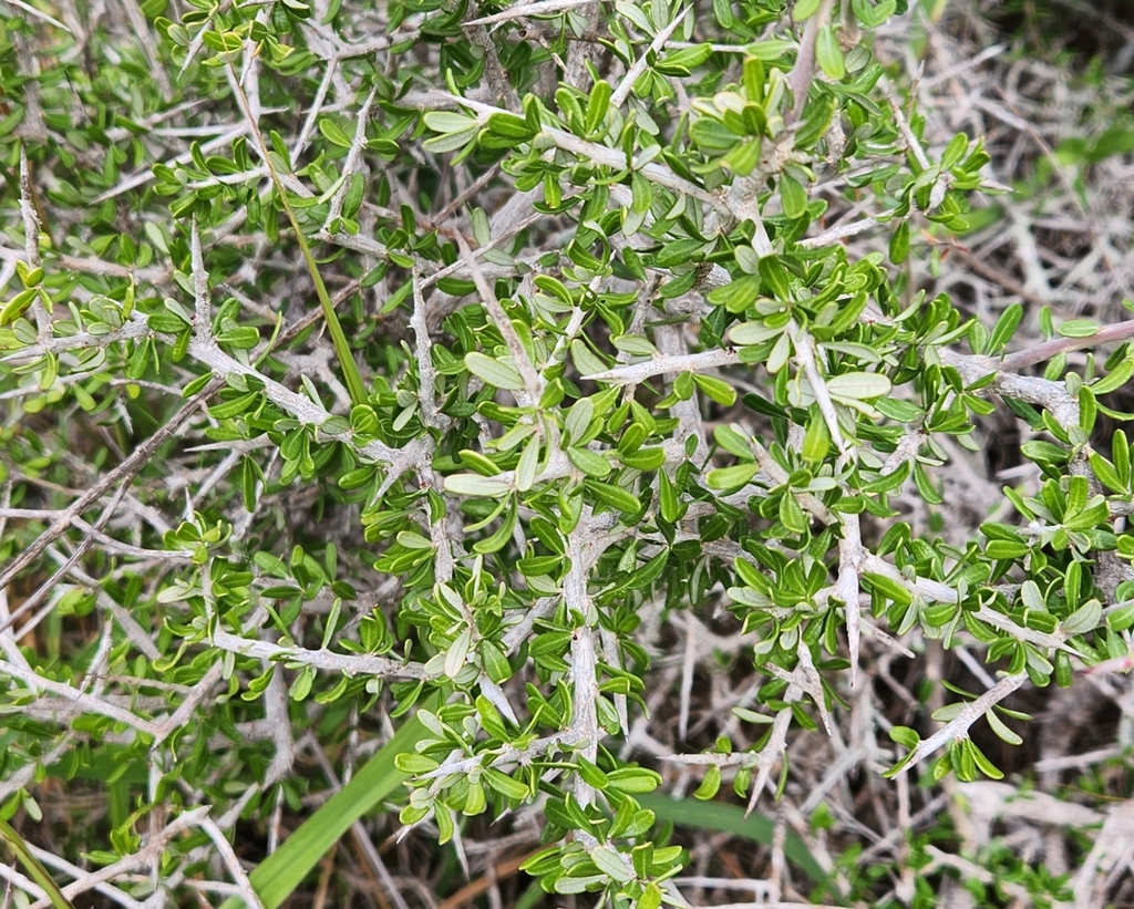 Amargosa from Corpus Christi, TX 78414, USA on October 03, 2022 at 10: ...