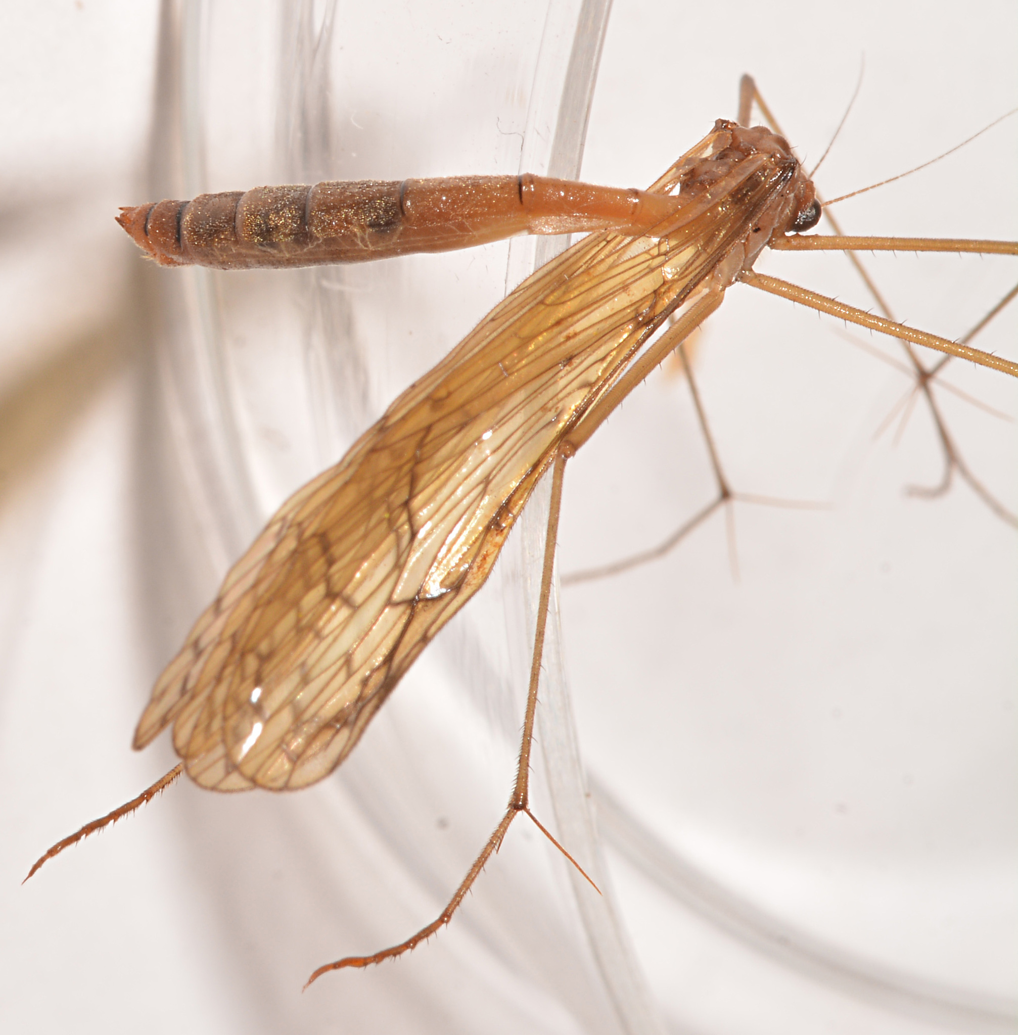 Bittacus strigosus Hagen, 1861