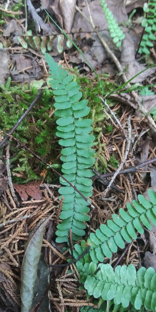 ebony spleenwort in September 2022 by Jim Oehmke · iNaturalist