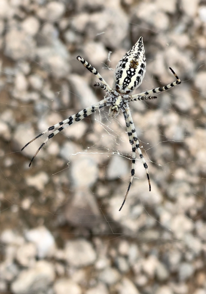 Banded Garden Spider from Growler Valley, Cabeza Prieta National ...