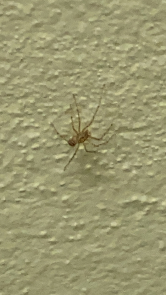 Common Spitting Spider from Orchard Park on October 3, 2022 at 07:00 PM ...