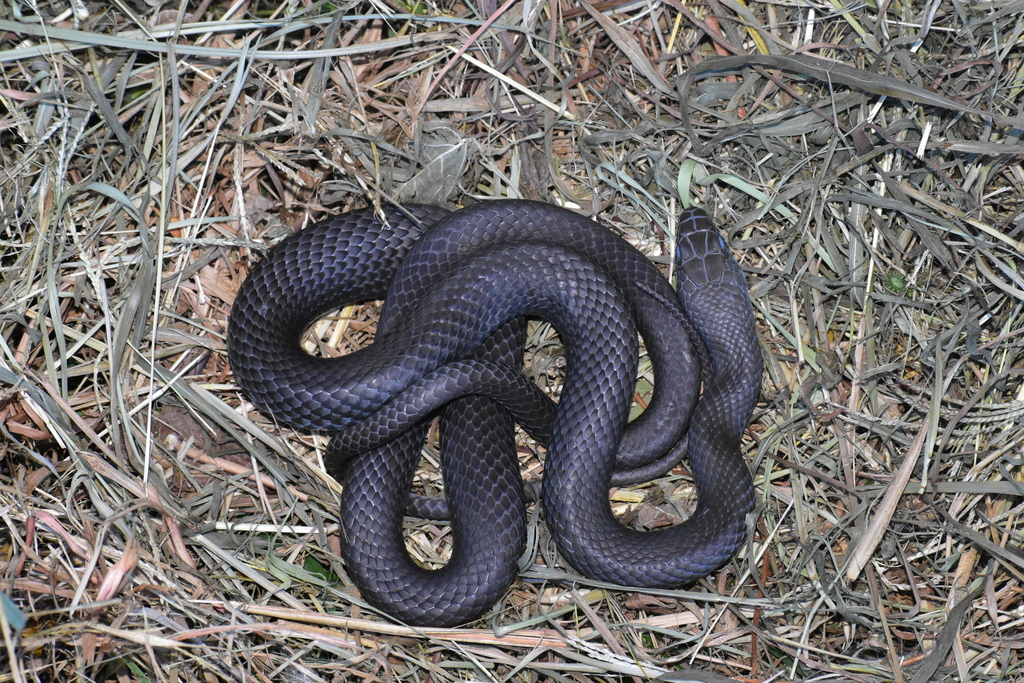 North American Racer from Johnson County, IL, USA on September 28, 2022 ...