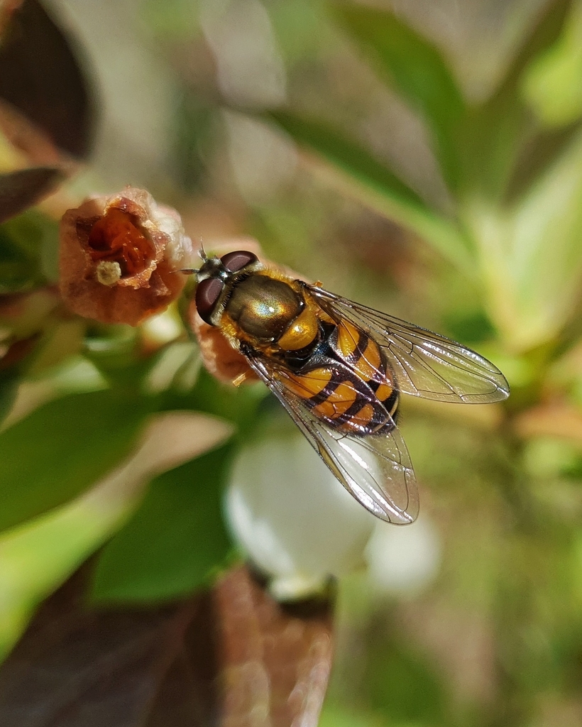 Syrphus octomaculatus from Padre Las Casas, Araucanía, Chile on October ...