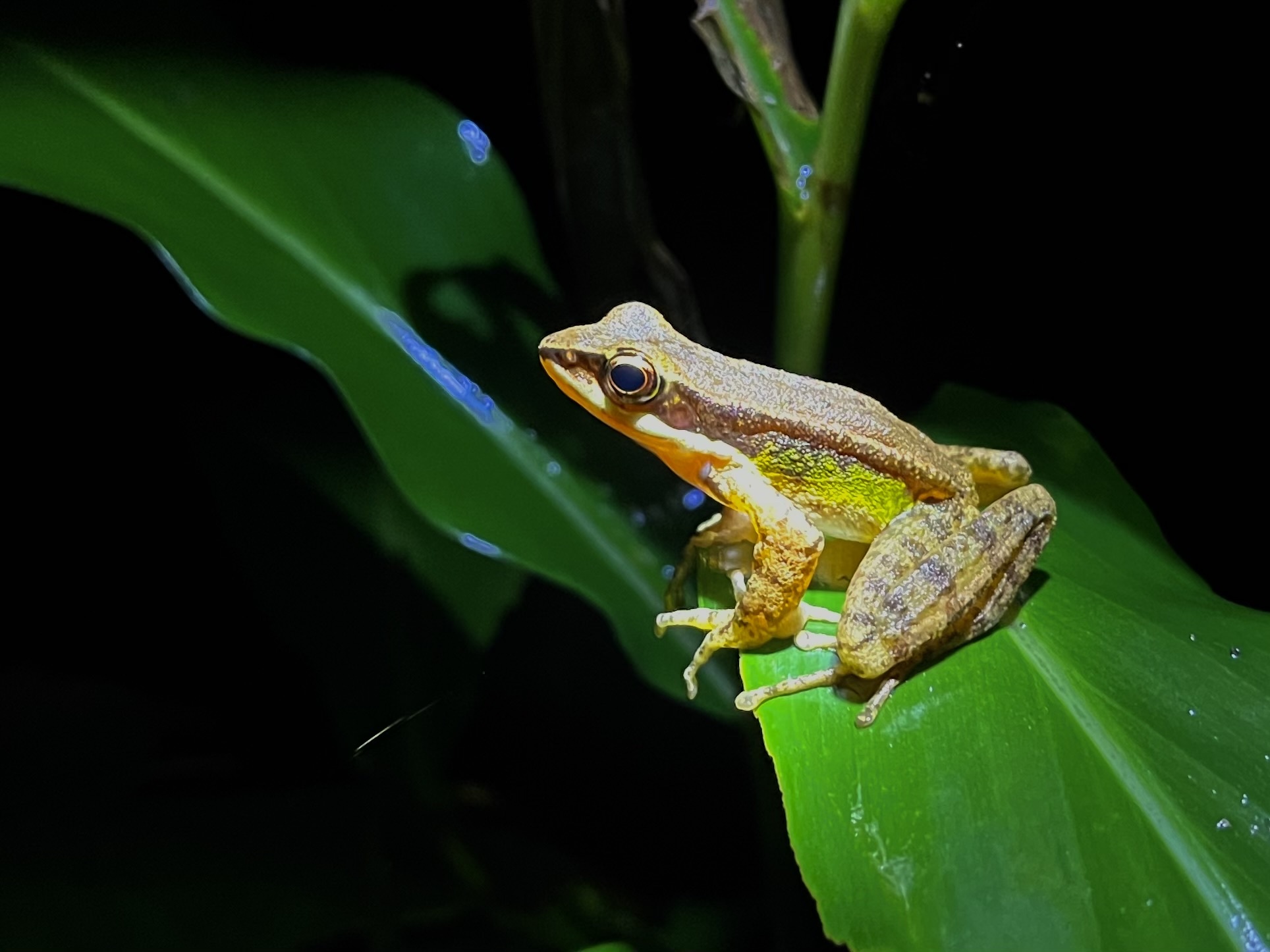Amolops archotaphus (Inger & Chan-ard, 1997)